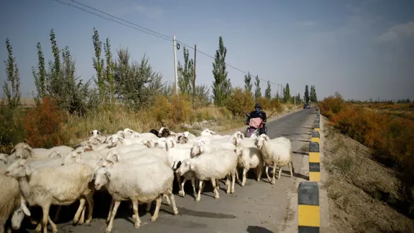 Why A Shepherd Job In China Is Going Viral; Salary And Perks Leave ...