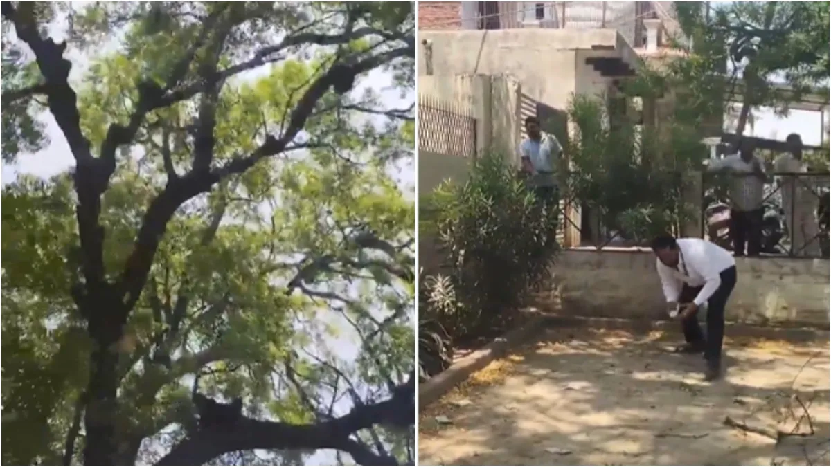 Monkey Snatches Bag With Rs 2 Lakh In Bulandshahr Court, Climbs Tree ...