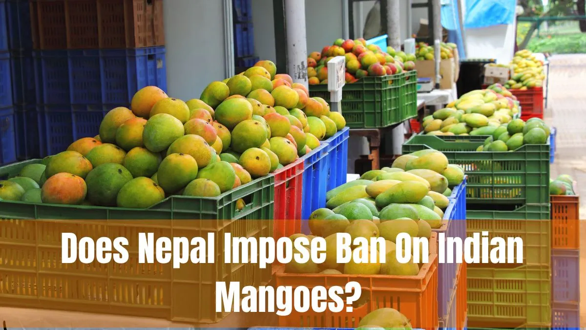 Did Nepal Really Ban Indian Mangoes? Govt Issues Clarification